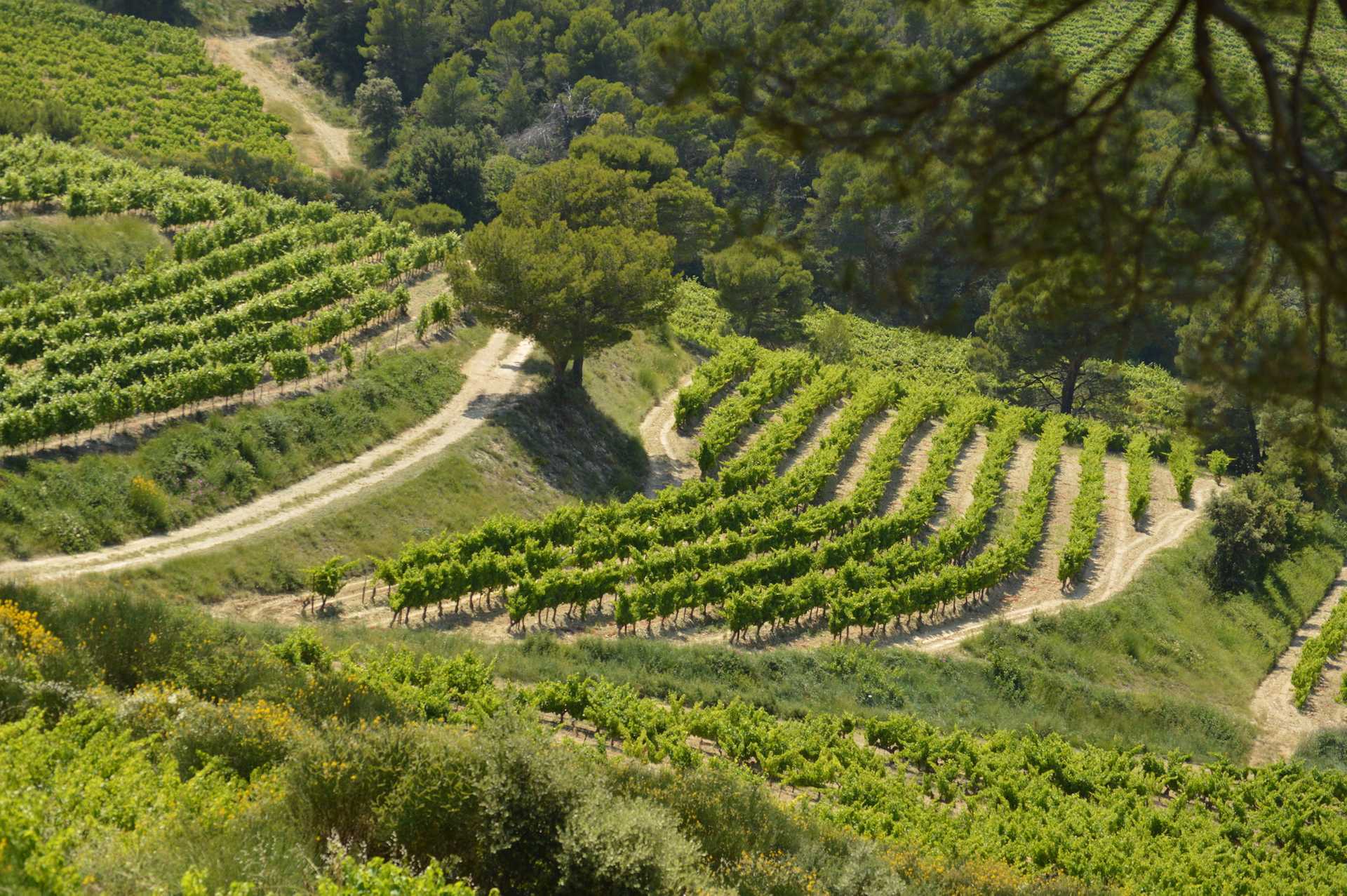 Wine-tasting in Provence | One Day Away
