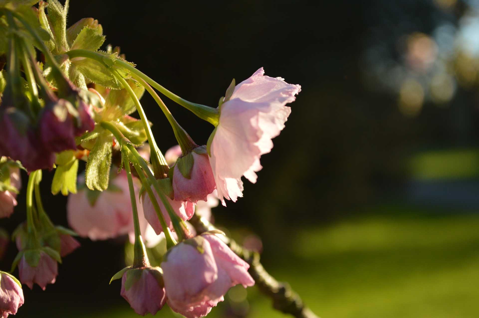Spring Blossom at Kew Gardens | One Day Away